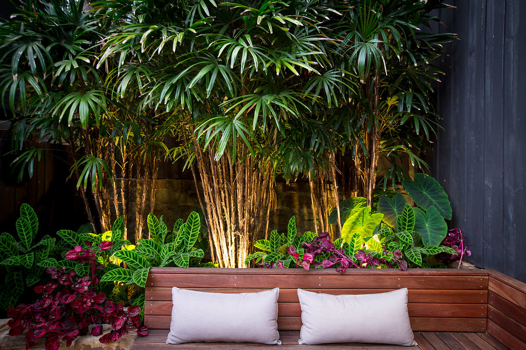 Feature plant of the month - Rhapis Palm. - Stone Lotus